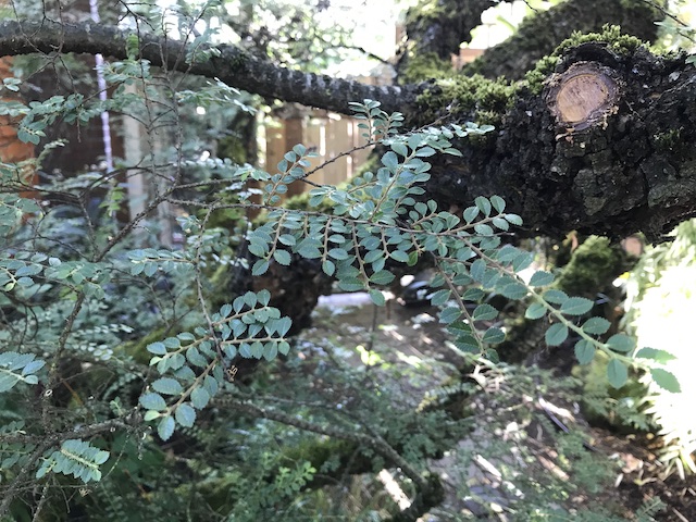Ulmus parvifolia ‘Seiju'(Seiju Dwarf Chinese Elm) – Ann Loves Plants
