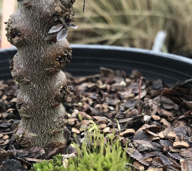 Ulmus parvifolia ‘Seiju'(Seiju Dwarf Chinese Elm) – Ann Loves Plants