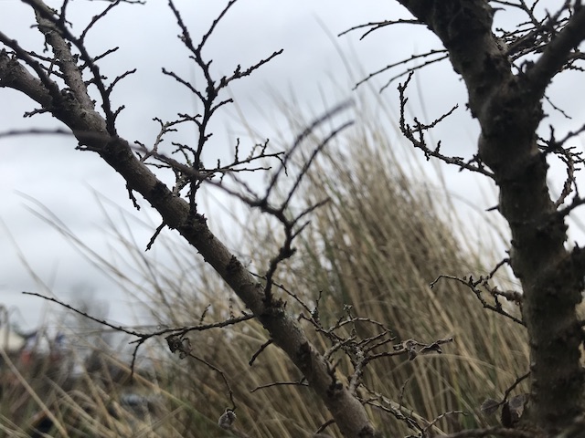 Ulmus parvifolia ‘Seiju'(Seiju Dwarf Chinese Elm) – Ann Loves Plants